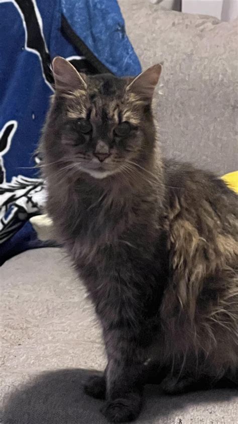 This Is My Mc Momma She Passed Away In January At 18yrs Her Health Was Going Downhill And She