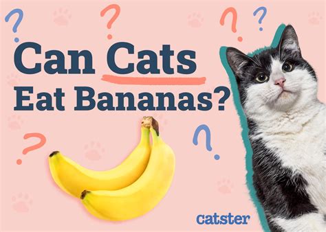 Cats Eating Banana