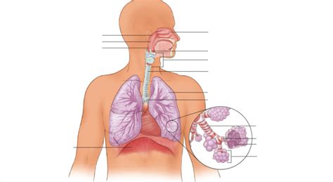 Respitory System Diagram Diagram Quizlet