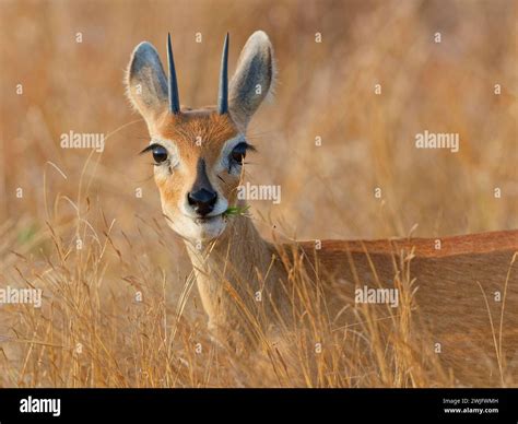 Steenbok Raphicerus Campestris Adult Male Feeding On Grass Looking