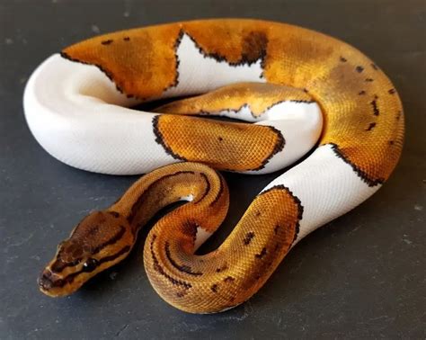 Ball Python Morphs Types Colors Pictures My Xxx Hot Girl