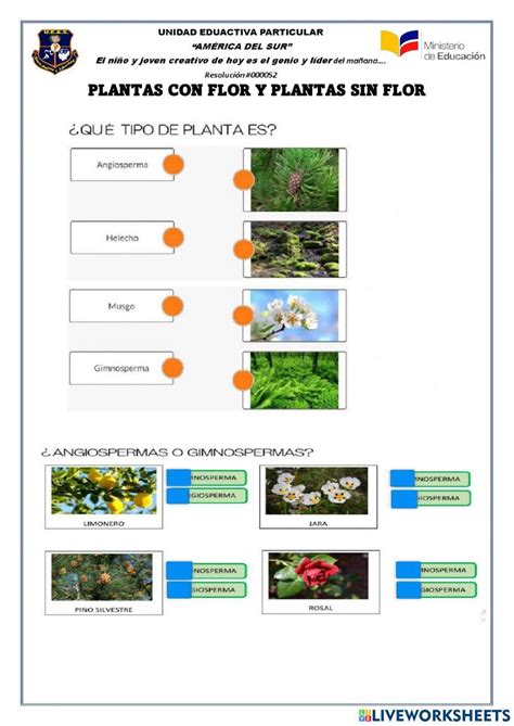 Plantas Angiospermas Reproducción Sexual Y Asexual De Las Plantas