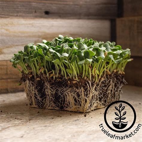 Cantaloupe Melon Microgreens Seeds Hales Best Jumbo Non Gmo