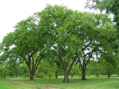 American Elm Trees For Fast Growing Shade Fast Growing Shade Trees