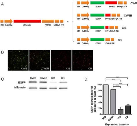 Comparison Of Expression Cassettes With Modification Or Deletion Of Download Scientific Diagram