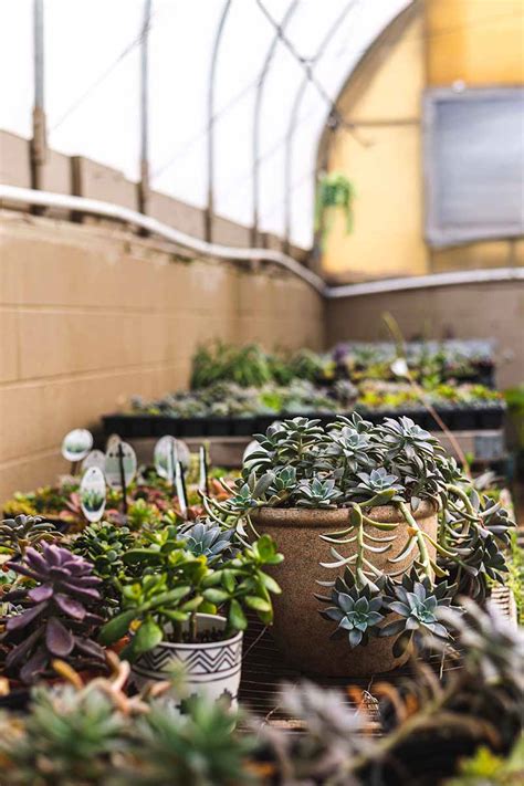Nuestra Produccin Plants Succulents Greenhouse
