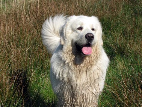 Duch Gor 2004 2016 Tatrakennel Bialy Domownik