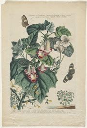 Plantae Et Papiliones Rariores Martynia Georg Dionysius Ehret