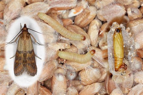 How To Get Rid Of Pantry Flies And Worms
