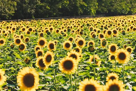 Town Of Moncks Corner Dont Miss Out Today Is The Last Day To Register For Fall Sports