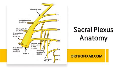 Sacral Plexus Anatomy Orthofixar