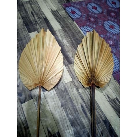 Jual Daun Palem Mini Daun Palem Kering Daun Palem Dekorasi Bacdroop