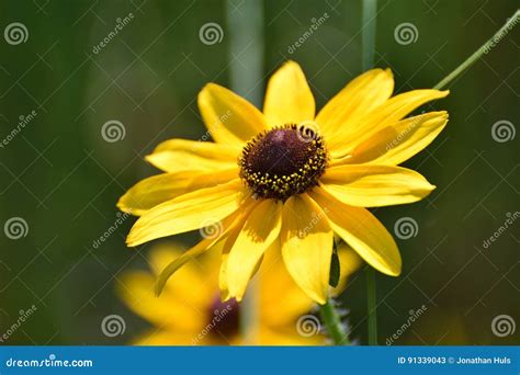 Oops A Daisy Stock Image Image Of Remind Inspire Achieve 91339043