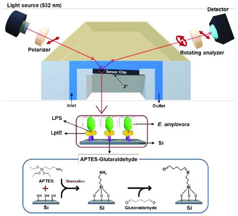 A Schematic Illustration Depicting The Lpte Modified Sis Sensor Download Scientific Diagram