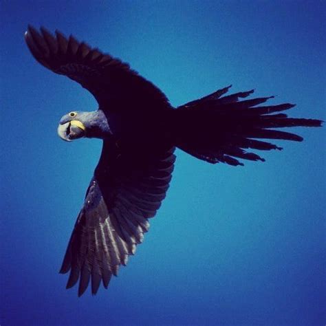 Hyacinth Macaw The Largest Parrot