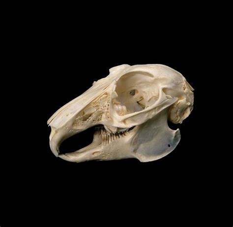 Rabbit Skull
