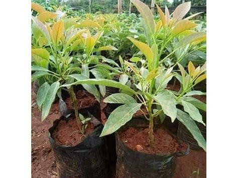 Hass Avocado Mkulima Online