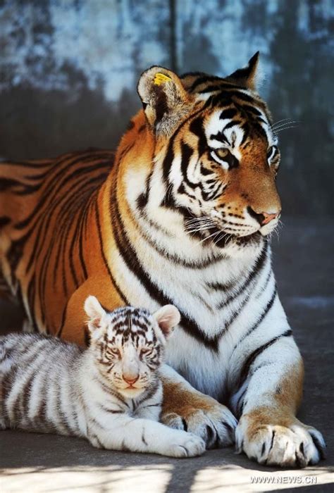 Cute Siberian Tiger Cubs