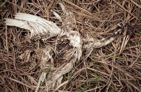 Bird Carcass Decaying In The Ground Circle Of Life Dead Heron Bird
