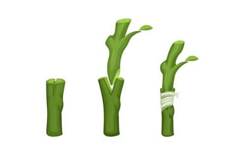 Plant Grafting Technique Information Graphic By Aryohadi · Creative