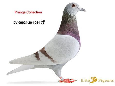 Außergewöhnliche Brieftauben Vom Spitzenzüchter Robert Maaß