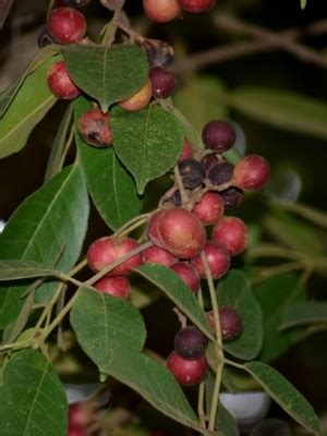 Protium Serratum India Red Pear Tree Seeds Ebay Uk