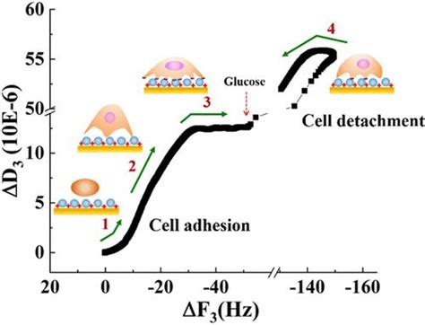 Real Time Evaluation Of Adhesion Processes And Glucose Response Of
