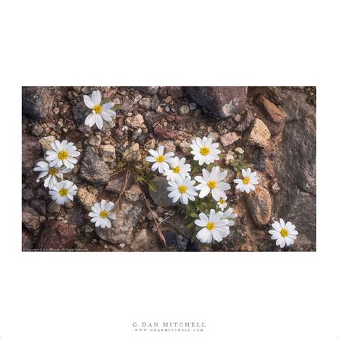 Desert Star Flowers G Dan Mitchell Photography
