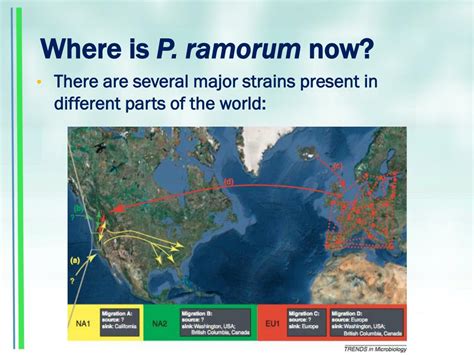 Ppt Ramorum Blight And Sudden Oak Death Powerpoint Presentation Id 4896461