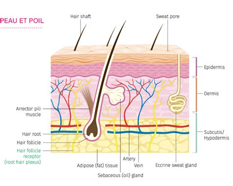 Comment Fonctionne Le Cycle Pilaire La Structure Du Poil