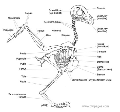 Owl Skeletal System The Owl Pages Owl Skeleton Barn Owl Owl