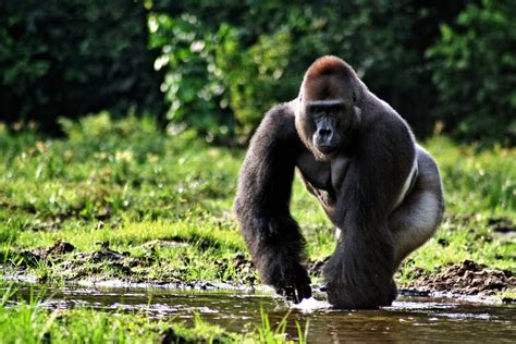 Top 999 Gorilla Wallpaper Full Hd 4k Free To Use