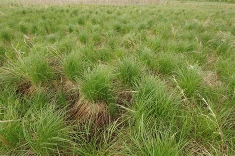 Tussock Sedge Carex Stricta A Mound Building Plant Lake And