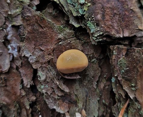 Veiled Polypore From Anne Arundel County Md Usa On April 09 2022 At
