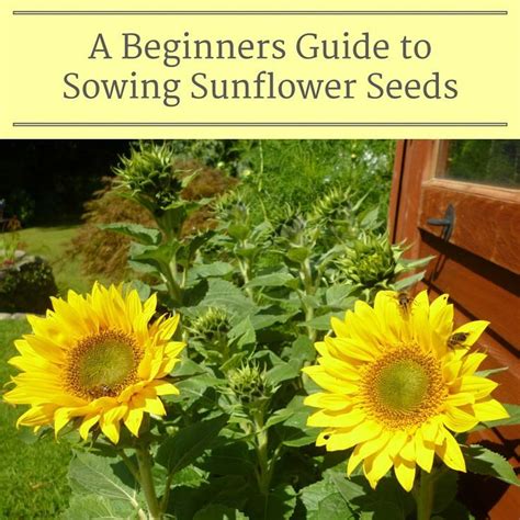 How To Sow Sunflower Seeds Growing Sunflowers Planting Sunflowers
