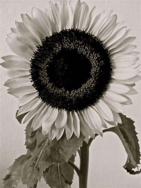 Sonneblom By Owlnip On Deviantart