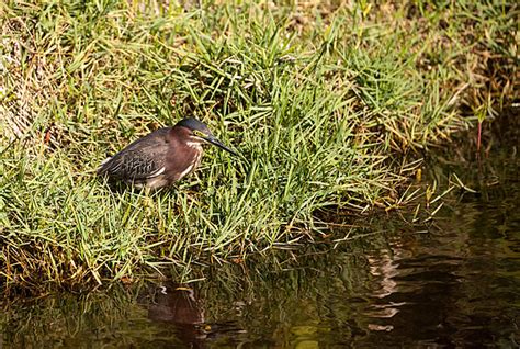 Small Heron Background Images Hd Pictures And Wallpaper For Free Download Pngtree