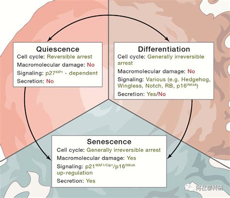 综述：细胞衰老损伤遗传功能