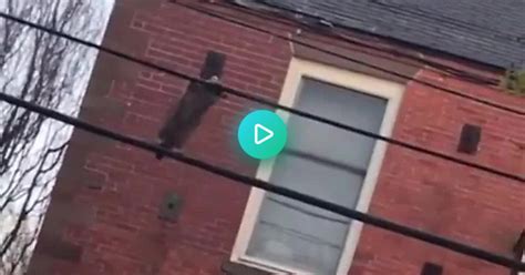 Sly Cooper Album On Imgur