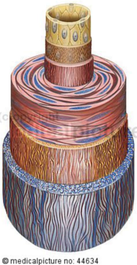 Artery Wall Structure Doccheck