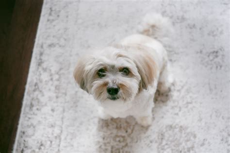 Does The Coton De Tulear Grow Big