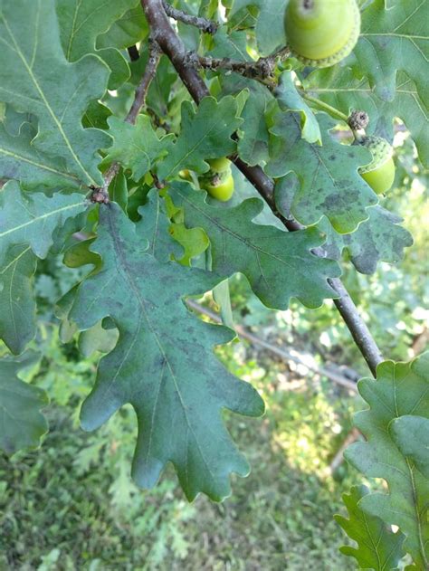 Is It Some Kind Of Disease Like Powdery Mildew Or Just Dirt Quercus