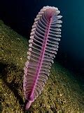 Cnidaria Wikipedia