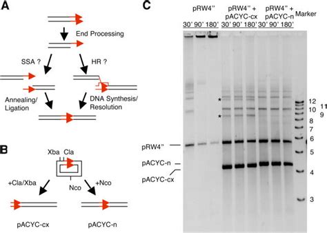 Distinction Between Ssa And Hr A Two Potential Pathways For Download Scientific Diagram