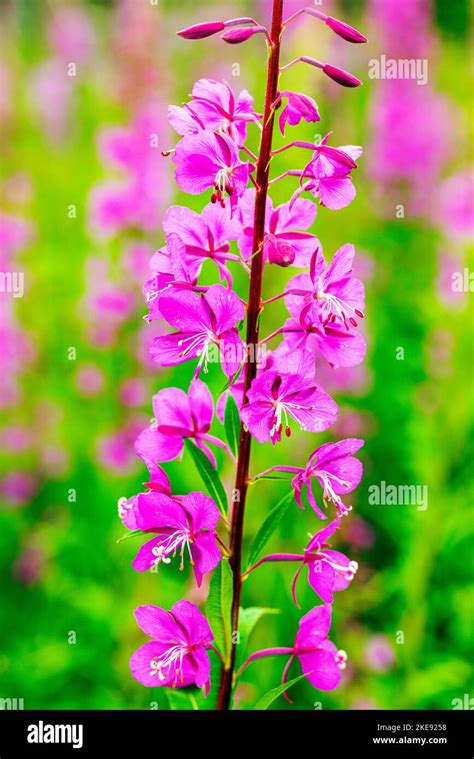 Fireweed Chamaenerion Angustifolium Eveline State Recreation Park