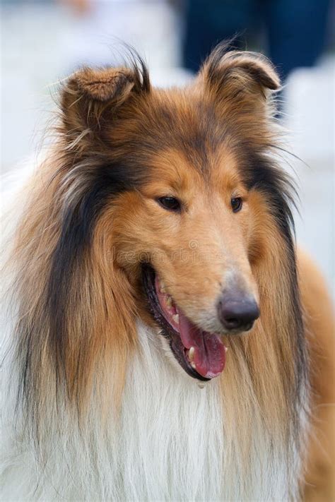 Collie Stock Image Image Of Garden Loving Border Hair 34852059