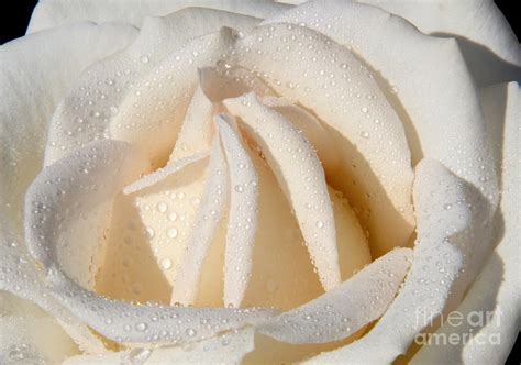 White Angel Rose Photograph By Mariola Bitner Fine Art America