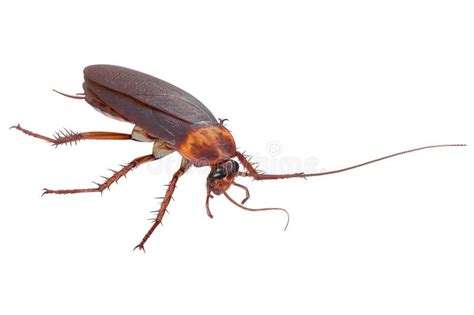 Cockroach Bug Orange Roach Close View Stock Illustration