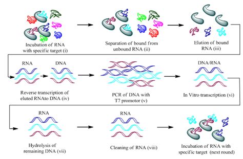 1 Schematic Of Rna Based Selection Process Download Scientific Diagram