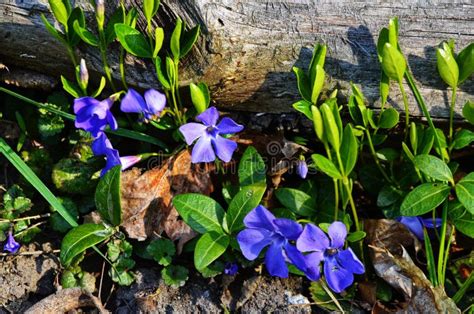 Purple Blue Flowers Of Periwinkle Vinca Minor In Spring Garden Stock